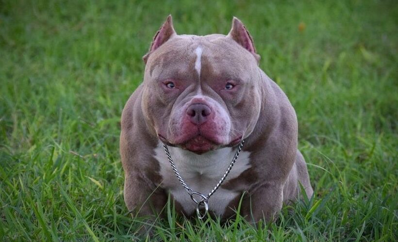 Become a Licensed Breeder: Essential Steps and Guidelines ⇢