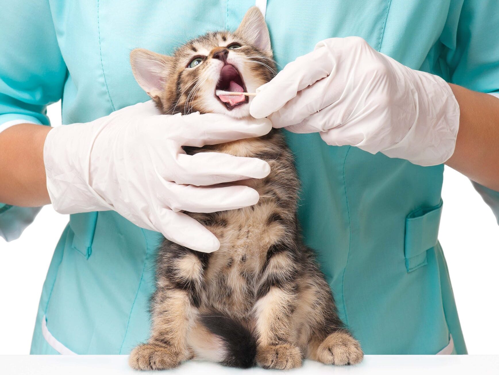 Becoming an Animal Care Pro: Certificate 3 in Animal Studies Explained ⇢