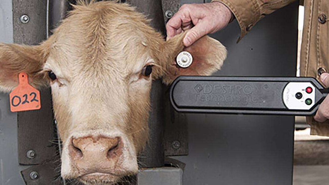 Guide to National Cattle Health Declaration: Importance & Compliance ⇢