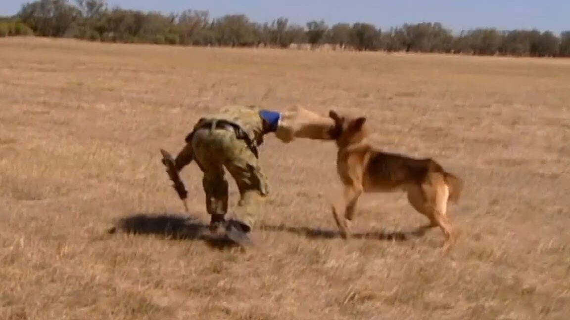 Master Dog Training: Certificate 4 Program at TAFE ⇢