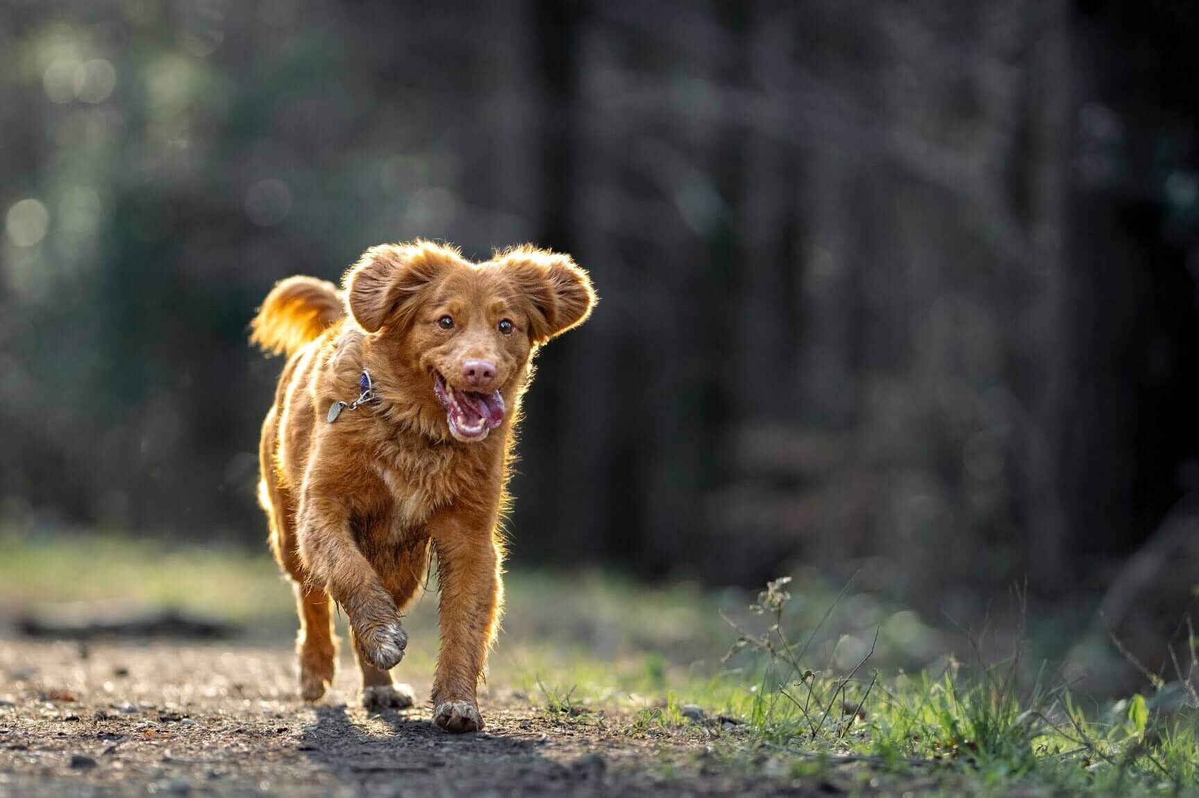 Master Dog Training Online: Certificate III Guide ⇢