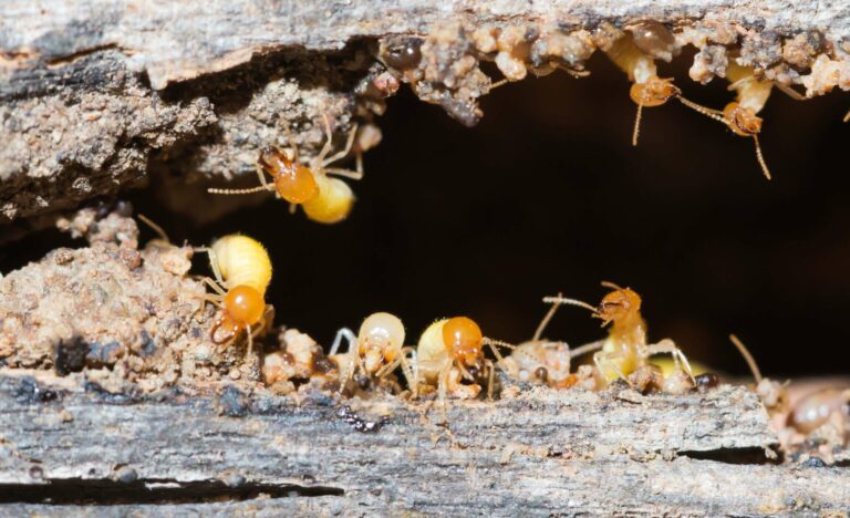 Protect Your Home: Understanding the Importance of a Termite Certificate ⇢