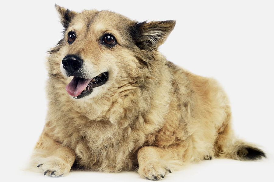 Renew Your Dog Registration: Everything You Need to Know ⇢