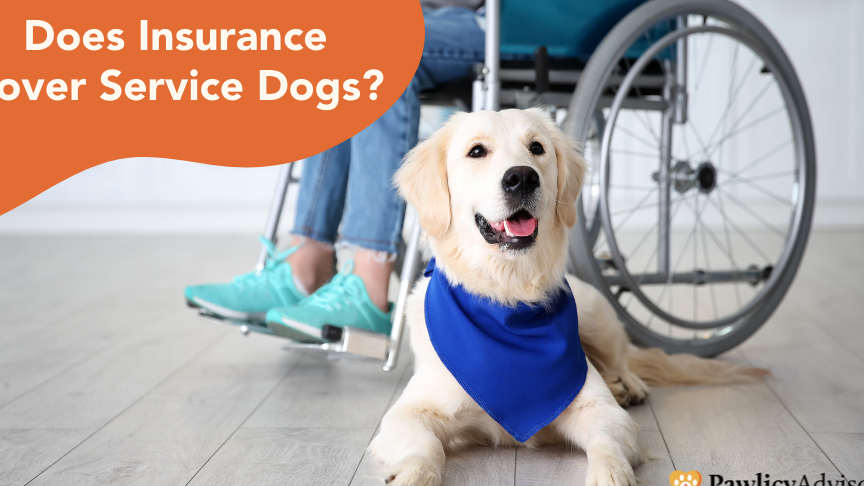 Tax Benefits: How to Claim a Service Dog on Your Taxes ⇢